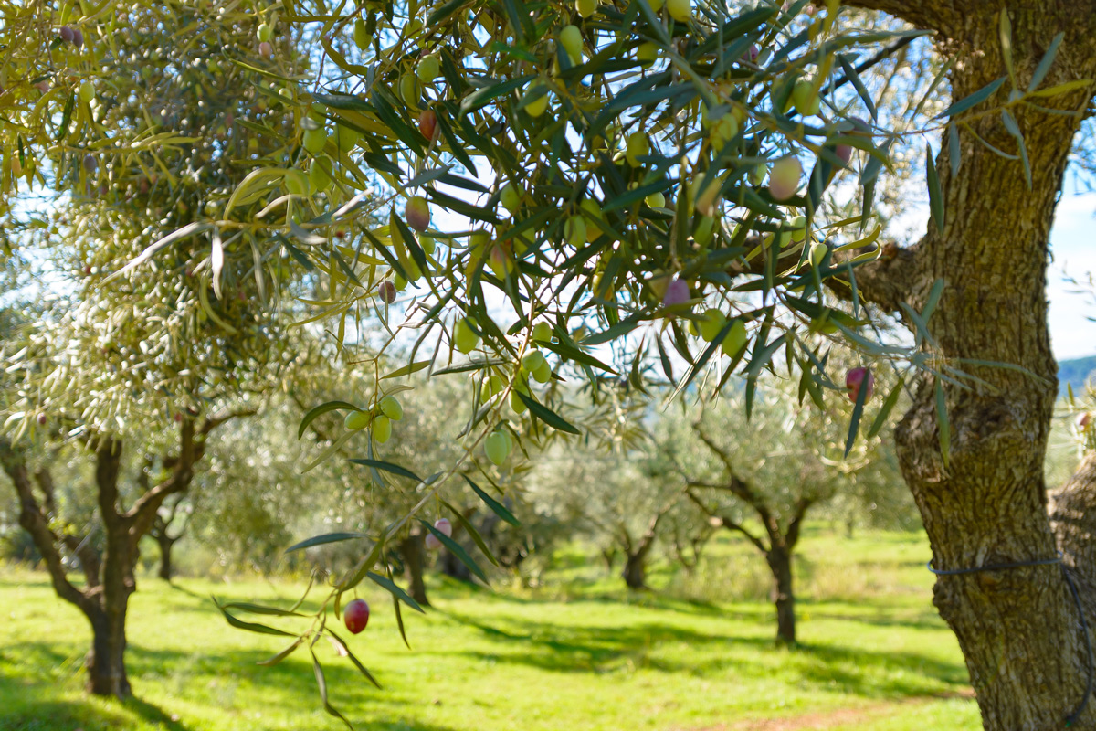 The Olive Temple » Olympia & Olive Tree