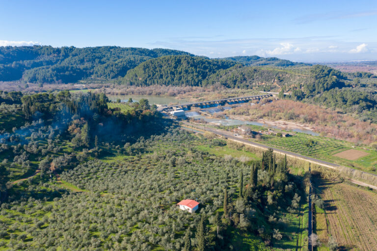 The Olive Temple » Olympia & Olive Tree