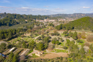 The Olive Temple » Olympia & Olive Tree